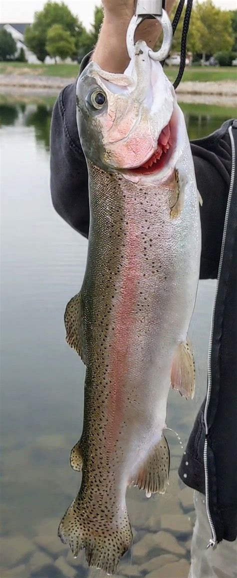 Pretty Rainbow Trout Rainbow Trout Trout Fish