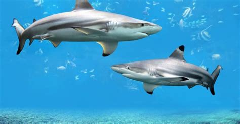 What Are The Massive Sharks Roaming Floridas Waters
