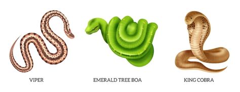 Cobra Vs Viper Differences