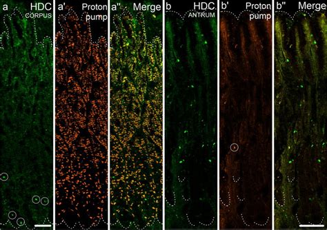 The Relationship Between Parietal Cells And Ecl Cells In The Gastric