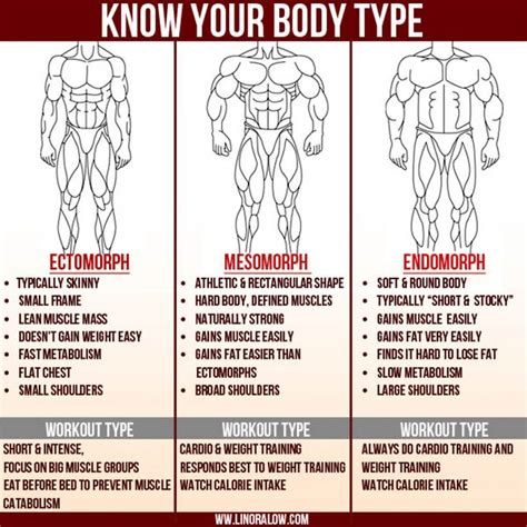 The 3 Body Types Visually Ectomorph Workout Fitness Body