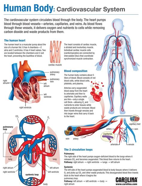 French Big Bundle Circulatory System Human Body Organs Factsfive Senses