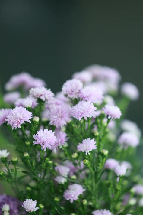 593 Fotos Y Imágenes De Asteric Gratis · Banco De Fotos Gratis