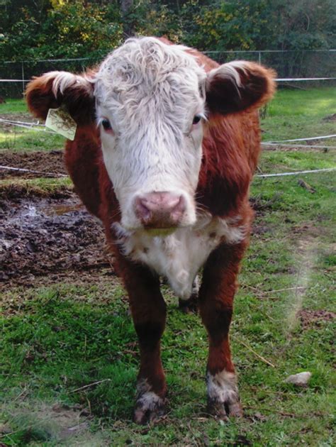 Hereford Cross