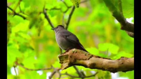 Gray Catbird Making Lots Of Calls And Sounds Youtube