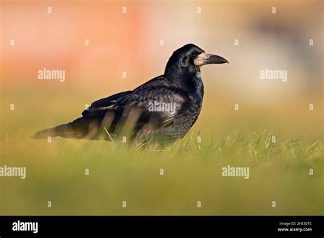 A Rook Corvus Frugilegus Foraging In The Grass Photographed From A