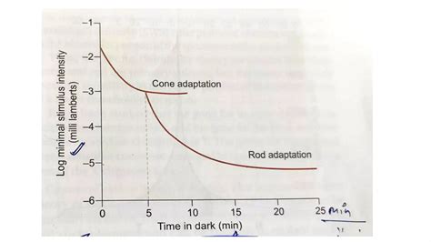 Dark Adaptationpptx Eye And Vision Conditions Diseases And Conditions