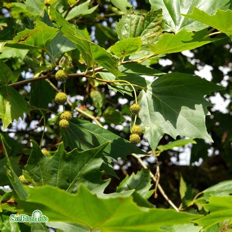 Platan Prydnadsträd Trädgårdsväxter Växter