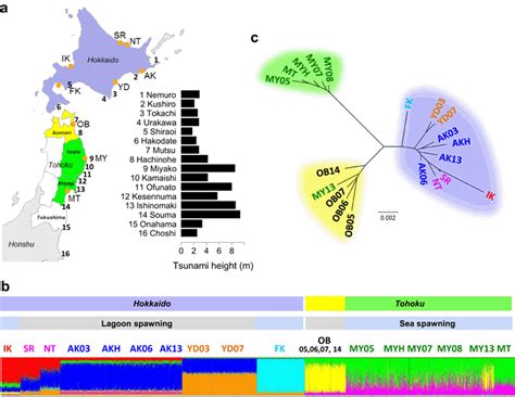 Spatiotemporal Population Structure Of Japanese Pacific Herring A