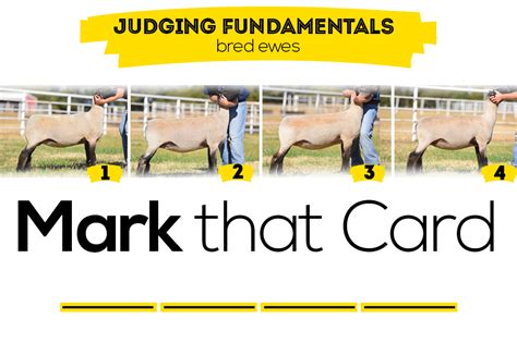 Market Lamb Judging Classes