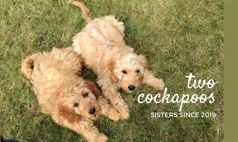 What Do You Get If You Breed Two Cockapoos