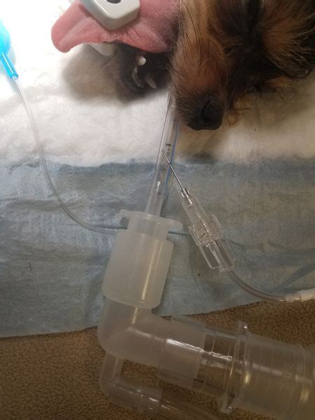 A Capnography Hack For Your Pint Sized Veterinary Patients Dvm360