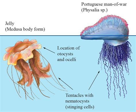 Portuguese Man Of War Anatomy