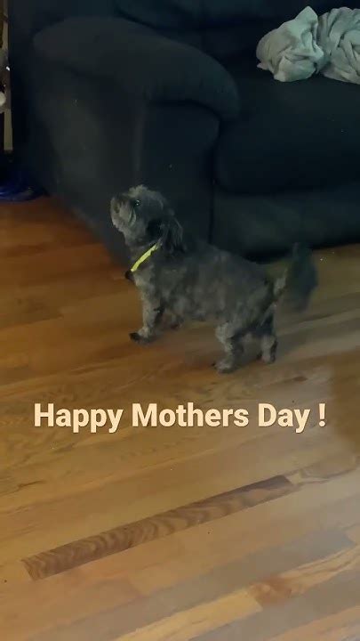 Happy Mothers Day Shorts Princess Lasapoo Youtube