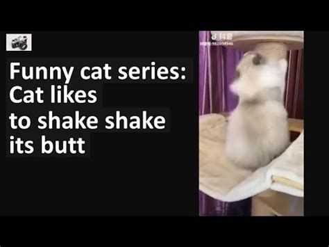 Funny Cat Video Shaking Shaking My Butt Youtube