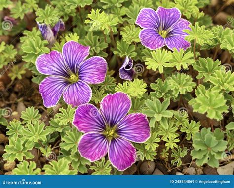 Pink Purple Wood Sorrel Flowers Oxalis Laciniata Stock Image Image