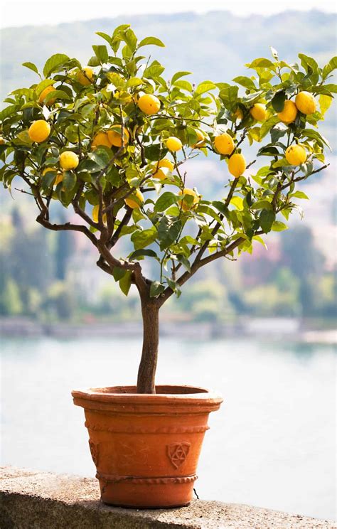 Lemon Tree Fertilizer Home For The Harvest