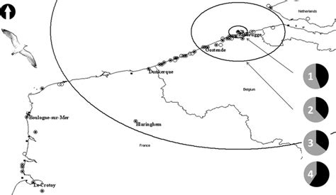 Variation In Sex Ratio Of Colour Ringed Adult L Argentatus Resighted