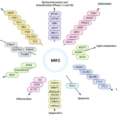 Interconnections Between Aging And Nrf2 Scheme Modified From 20