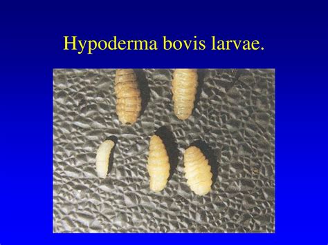 Carcass Judgment Ppt Download