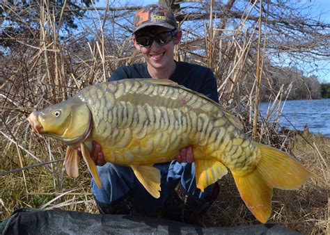 Israeli Carp Israeli Mirror Yuh Carp Cyprinus