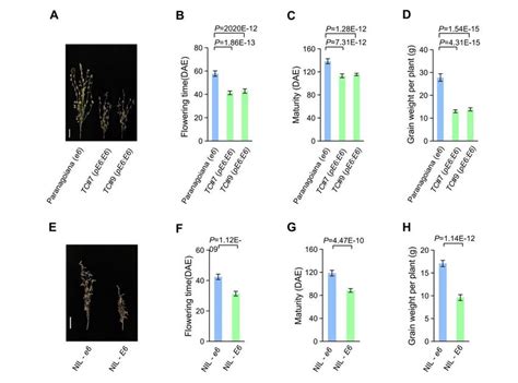 Confirmation Of The Identity And Function Of E6 By Transgenic Download Scientific Diagram