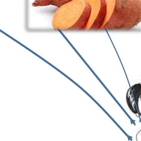 Design Of Sss Model Download Scientific Diagram