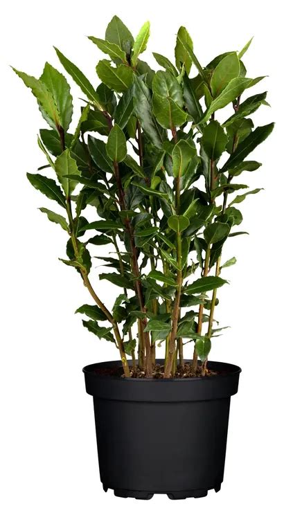 Vavrín Vznešený Bauhaussk