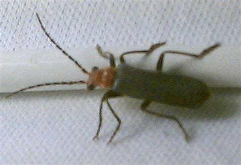 Soldier Beetle Life Cycle Unraveled A Closer Look At Each Stage What