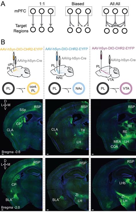 Table 1 From Mapping Whole Brain Projections Of Anatomically Defined Prefrontal Neurons Using 1