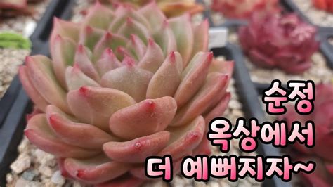 순정 옥상에서 더 예뻐지자~ 초련 가이아 천송이 다이아몬드베라 눈맞춤합니다 Youtube