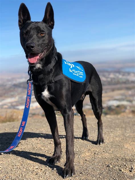 Benton Franklin Humane Society Kennewick Wa