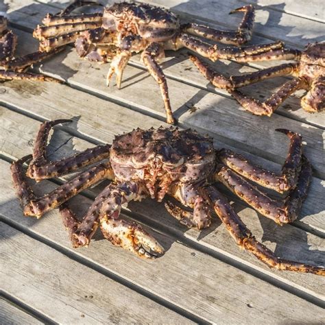 Buy United States Wholesale Alaskan King Crab Worlwide Shipping