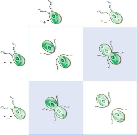 Chapter 7 Sex Determination And Sex Chromosomes