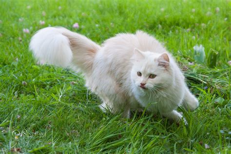 Khasia Von Sinthari ~ Sinthari