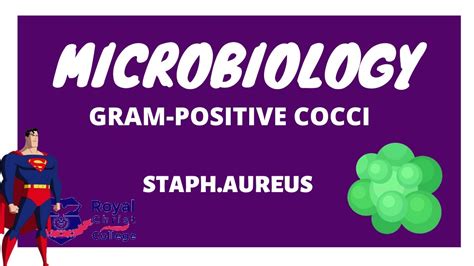 Microbiology Staphylococcus Aureus Morphology Genus Features