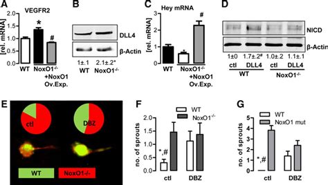 The Cytosolic Nadph Oxidase Subunit Noxo1 Promotes An Endothelial Stalk