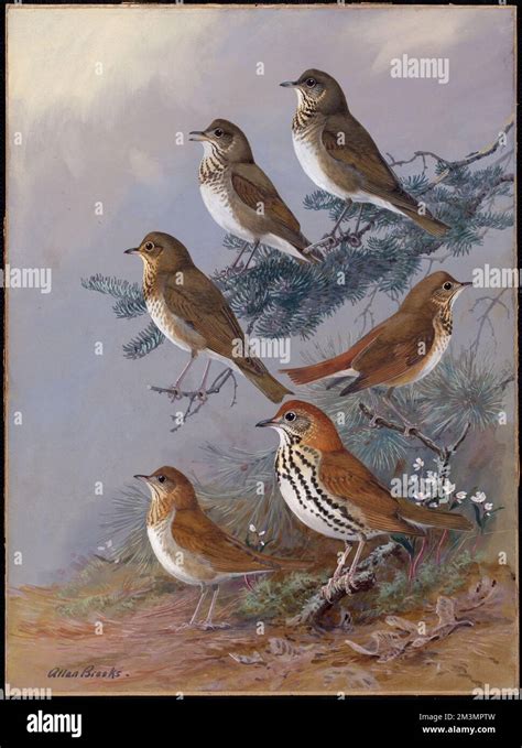 Plate 92 Gray Cheeked Thrush Bicknells Thrush Olive Backed Thrush