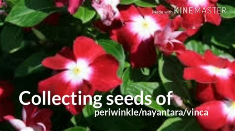 How To Collect Seeds From Vinca Flowers At Gemma Nock Blog
