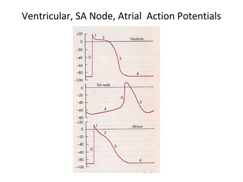 Cardiac Action Potential Ppt