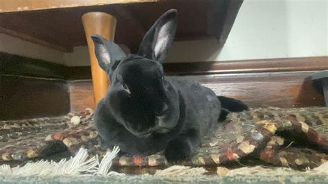 Friday Vibe Rrabbits