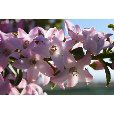 Philotheca Eriostemon Cascade Of Stars