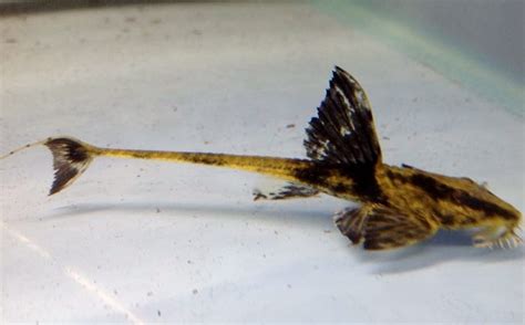 Crying Whiptail Loricaria Sp Rio Atabapo Aqua Heaven