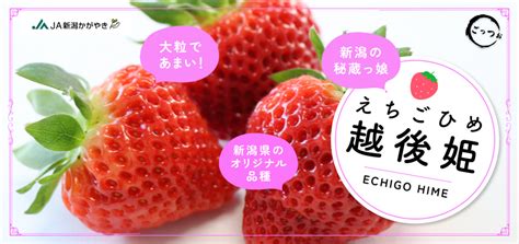 いちごの品種は全部でいくつ？甘くて美味しい人気品種を一覧でご紹介！ 新潟ごっつぉ産直便 Ja新潟かがやき公式通販サイト