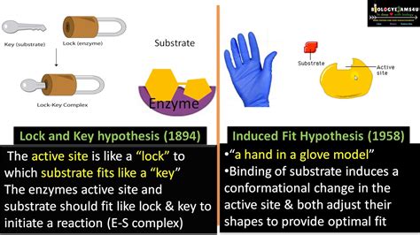 What Is The Lock And Key Theory