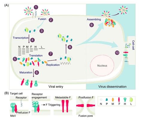 4 Schematic Of Replication Cycle Of Measles Virus Figure Adapted From