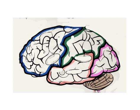 Bio Unit 7 Anatomy Of Cerebral Cortex Quiz