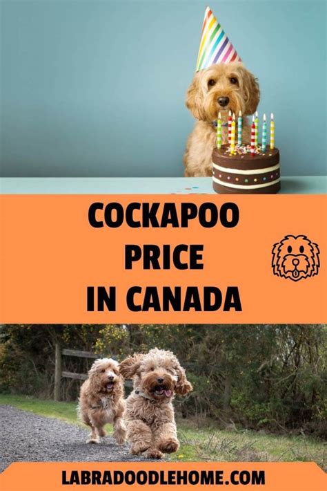 Cockapoo Price Guide With Reliable Breeder Prices In 2026