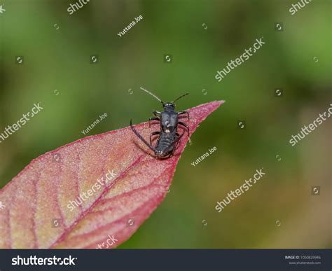 7 Imágenes De Earwig In Tomato Plant Imágenes Fotos Y Vectores De