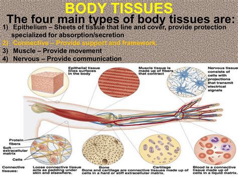 Four Main Tissues Of The Body The Four Major Tissue Types Tissues An